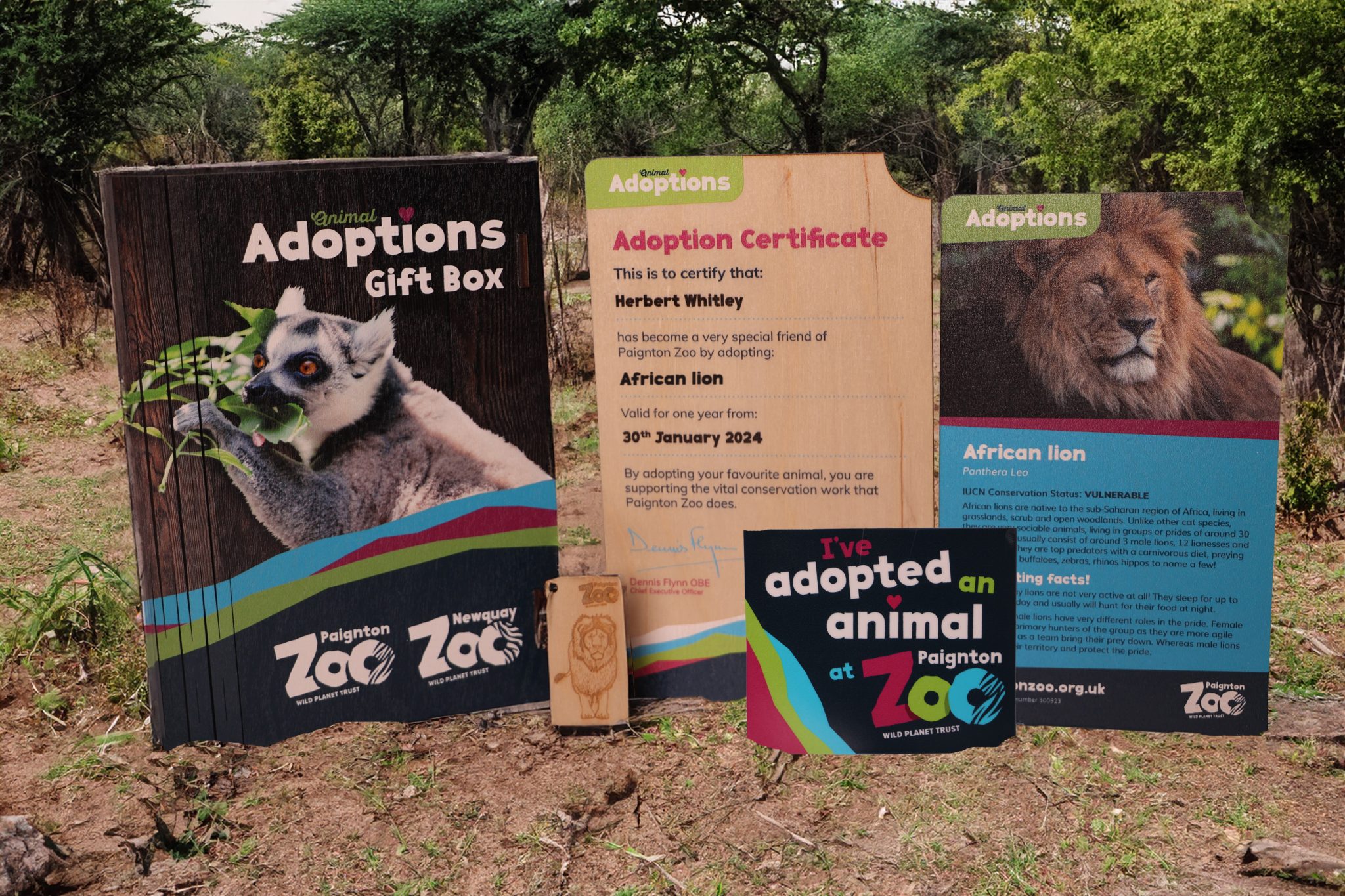 Lion Bronze Adult Adoption Pack • Paignton Zoo