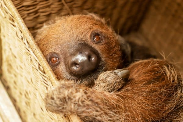 Visit Linne's Two-toed Sloth - A Zoo With Linne's Two-toed Sloth ...