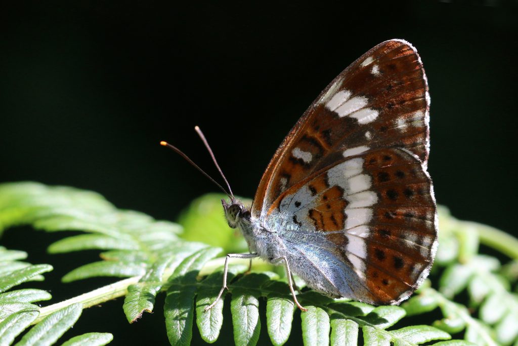 Extremely Rare Butterfly Spotted On Paignton Zoo’s Nature Trail ...