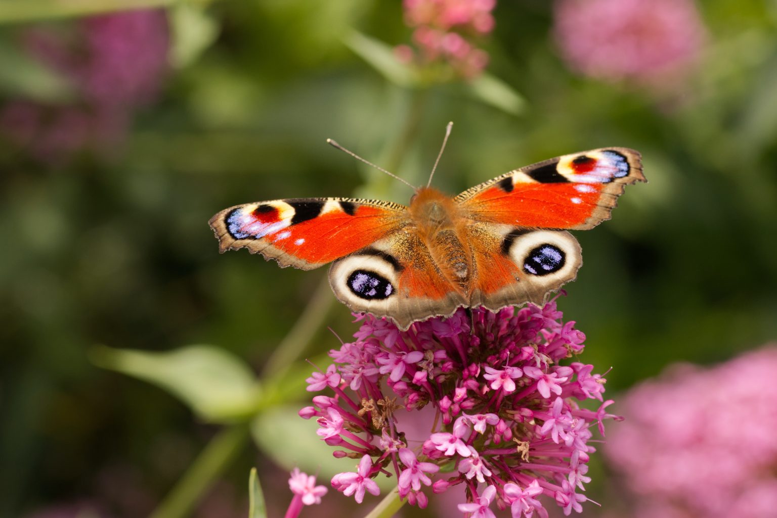 Big Butterfly Count • Paignton Zoo