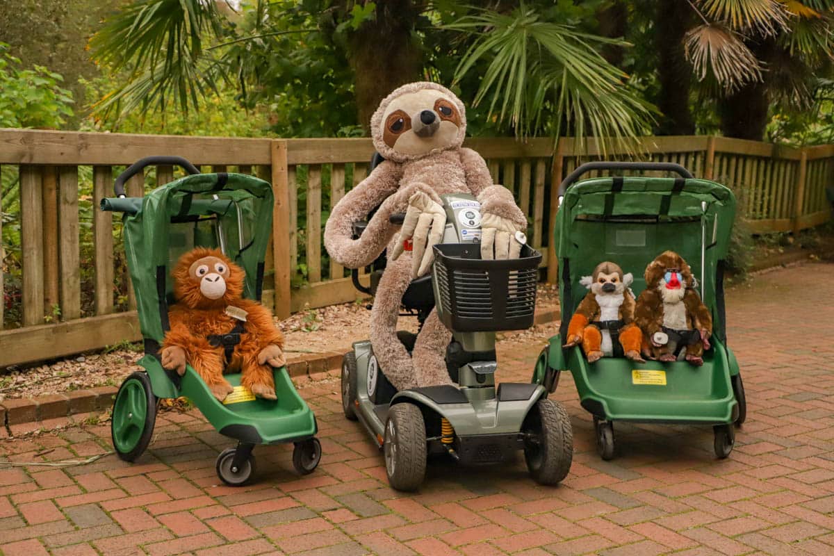 Accessibility At The Zoo • Paignton Zoo