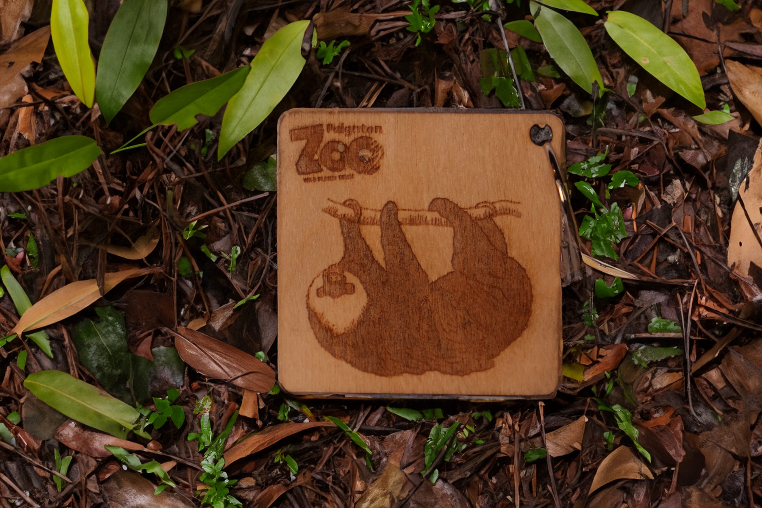 Sloth Silver Adult Adoption Pack • Paignton Zoo