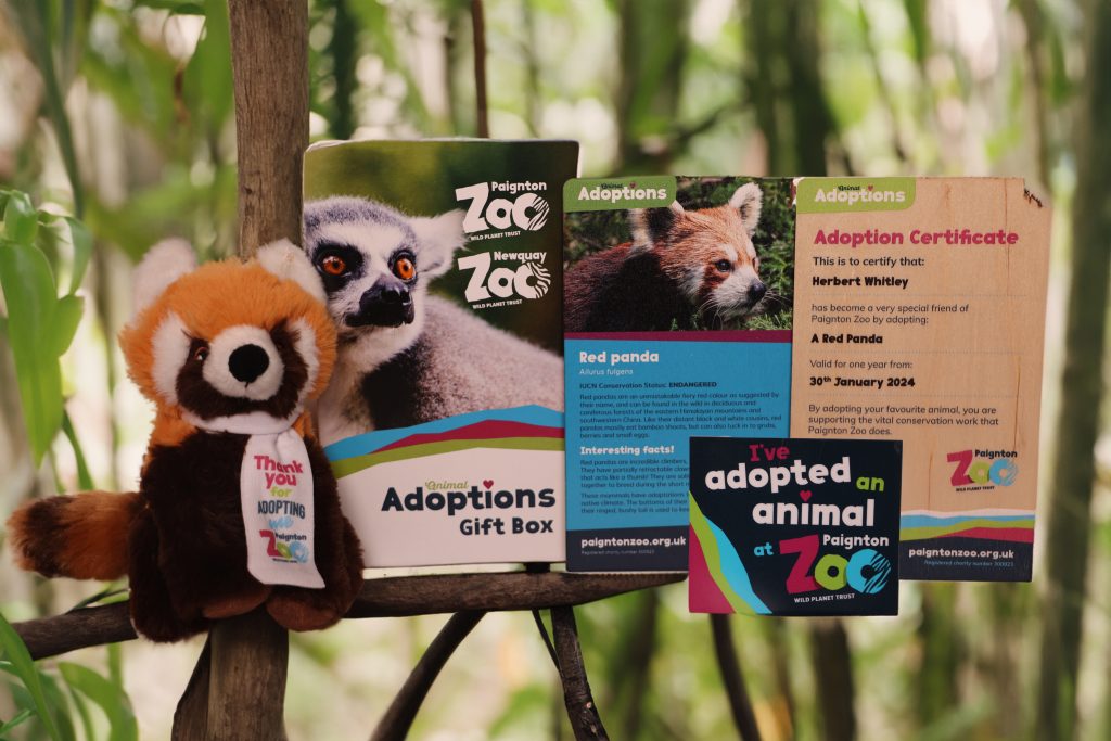 Adopt A Red Panda - Adoption Gift Packs UK • Paignton Zoo