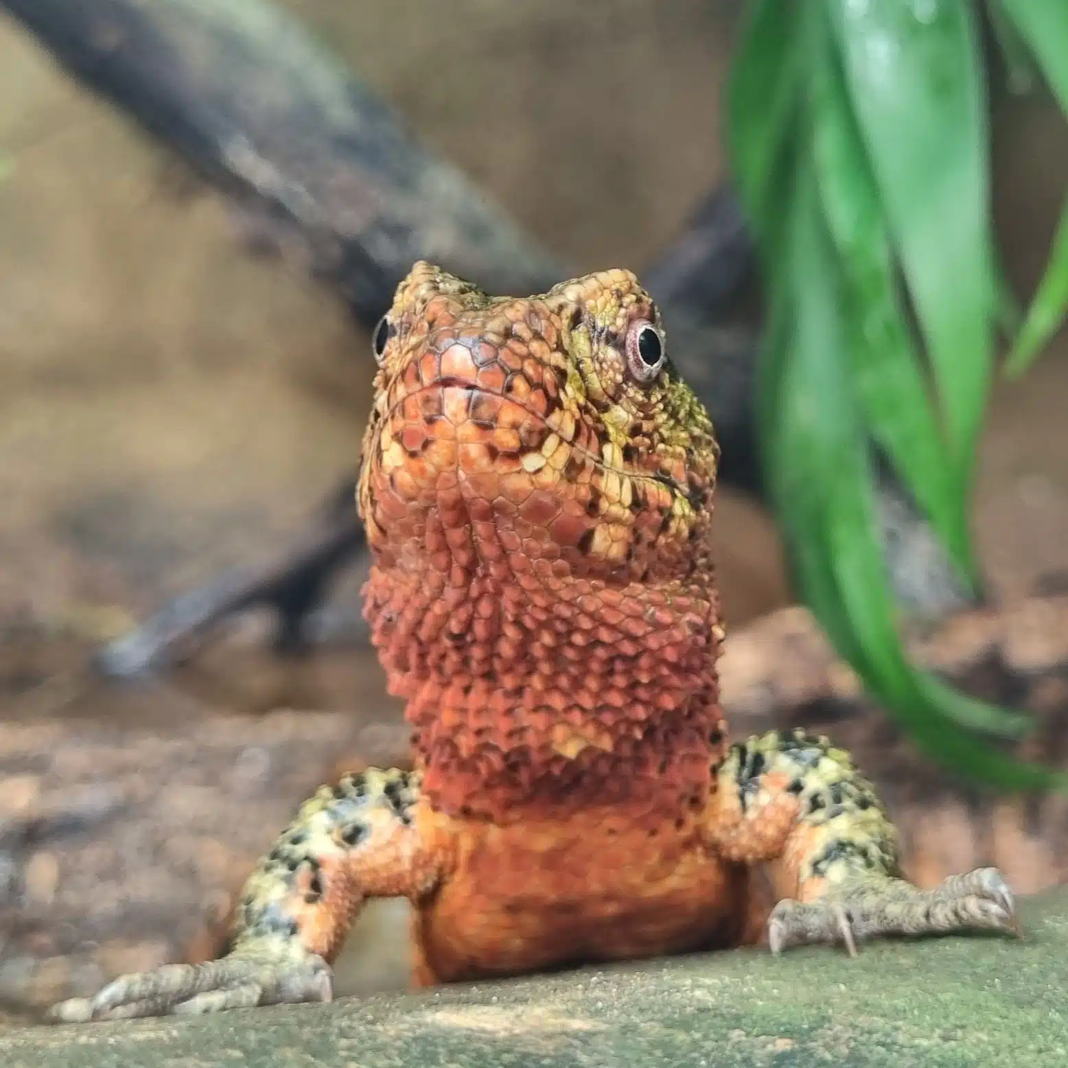 Visit Chinese Crocodile Lizard - A Zoo With Chinese Crocodile Lizard ...