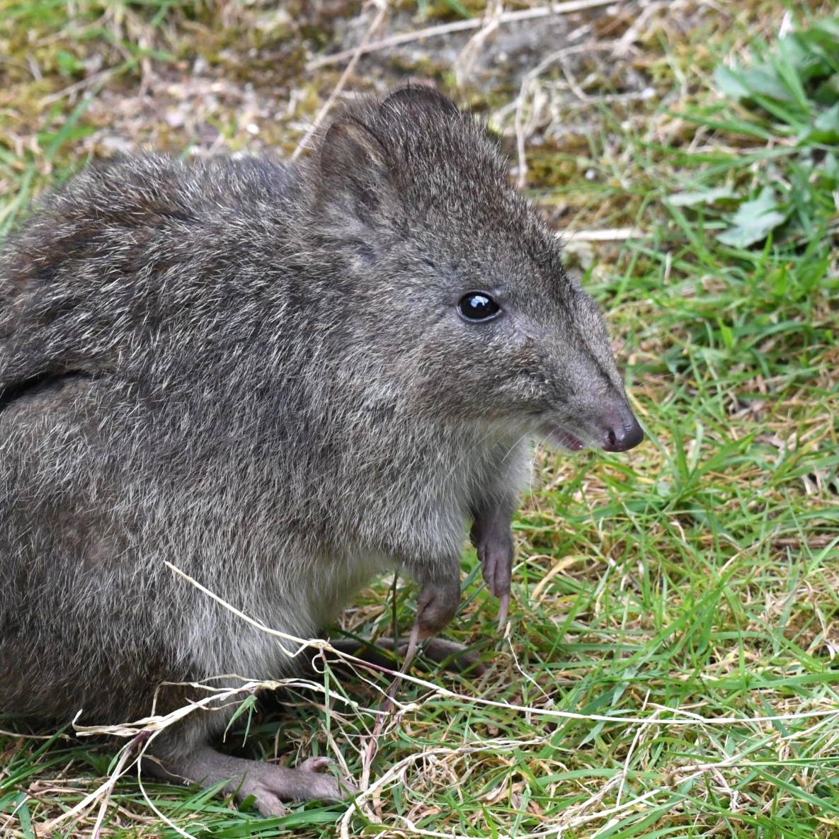 Visit Long-nosed Potoroo - A Zoo With Long-nosed Potoroo • Paignton Zoo