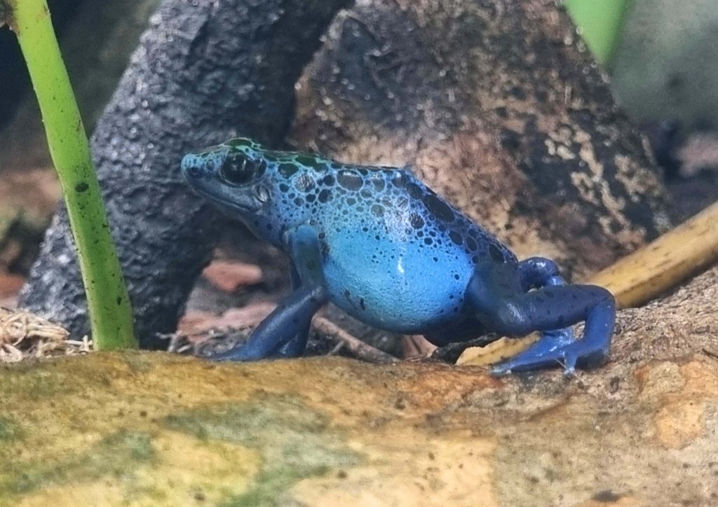 Visit Blue Poison Dart Frog - A Zoo With Blue Poison Dart Frog ...