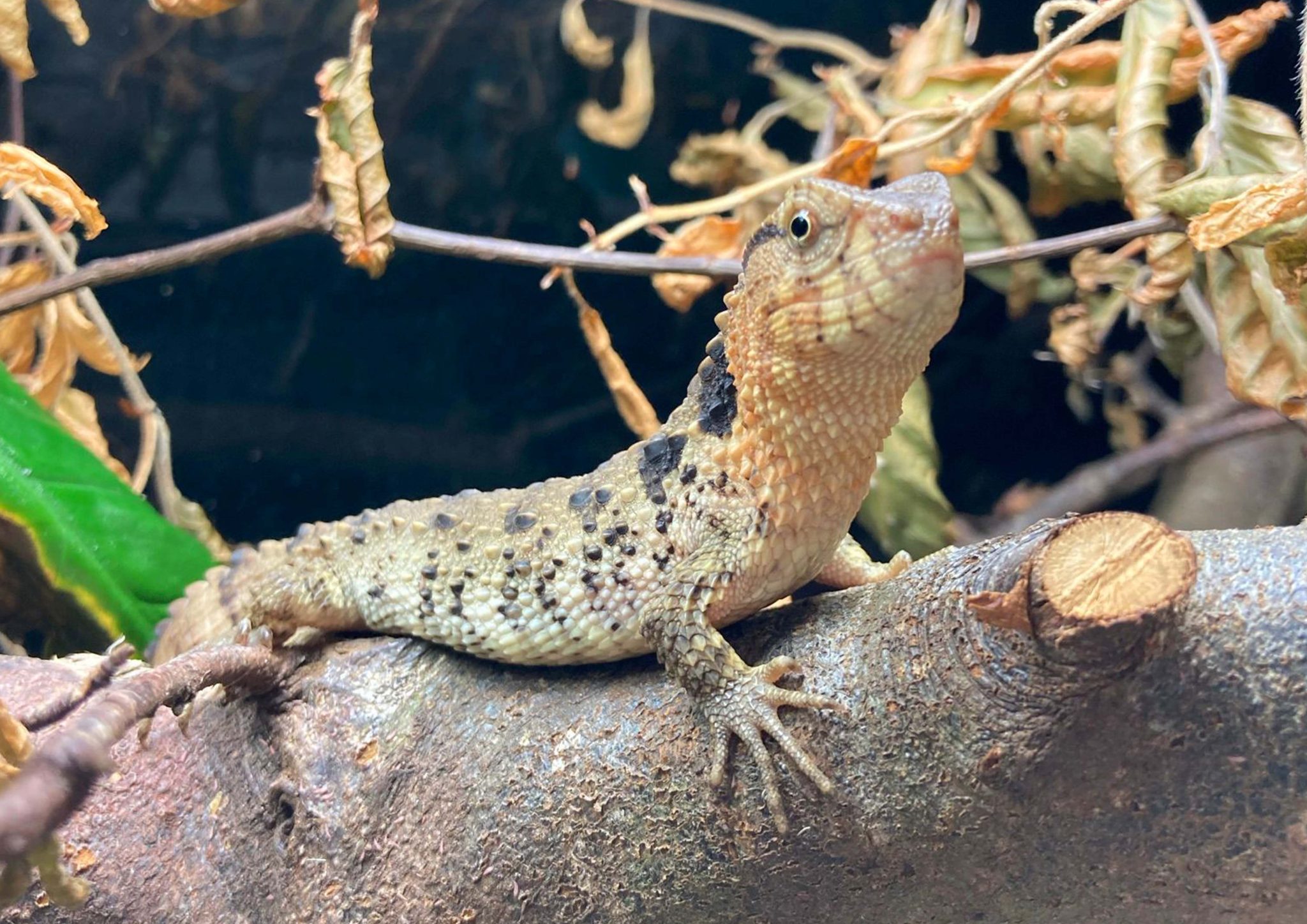 Visit Chinese Crocodile Lizard - A Zoo With Chinese Crocodile Lizard ...