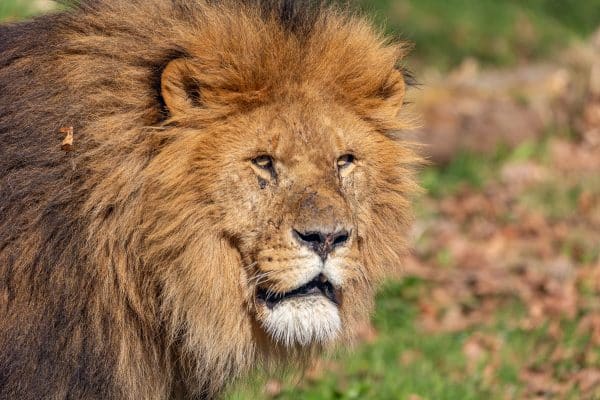 Animal Experiences • Paignton Zoo