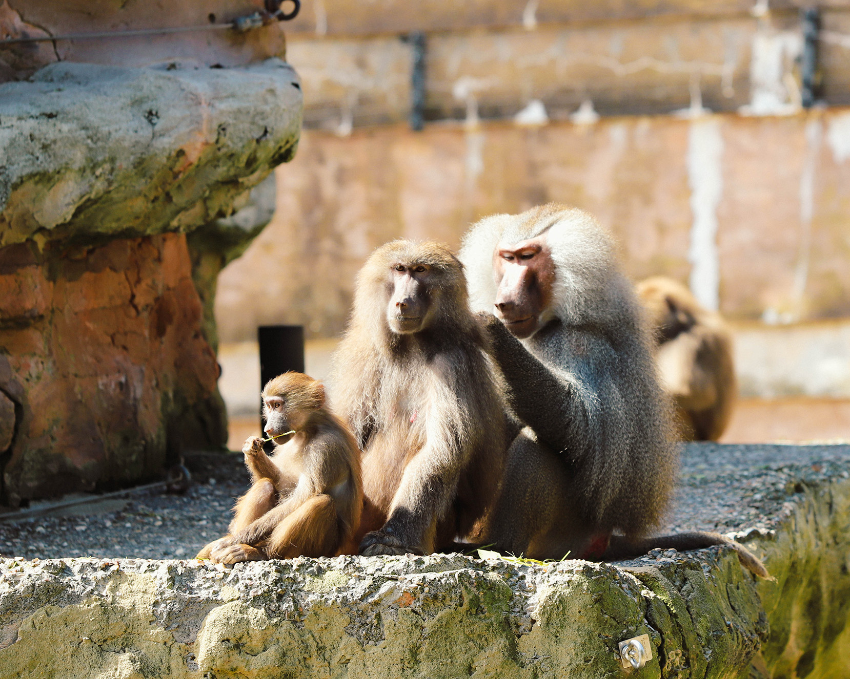 Paignton Zoo Offers Unforgettable Father’s Day Adventure • Paignton Zoo