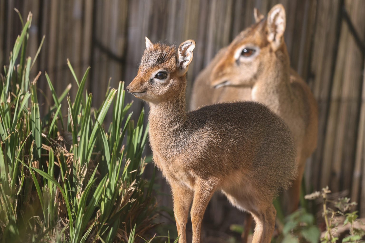 Visit Kirk's Dik-dik - A Zoo With Kirk's Dik-dik • Paignton Zoo