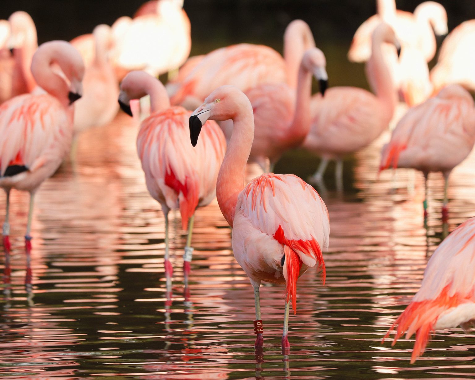 Visit Chilean Flamingo - A Zoo With Chilean Flamingo • Paignton Zoo