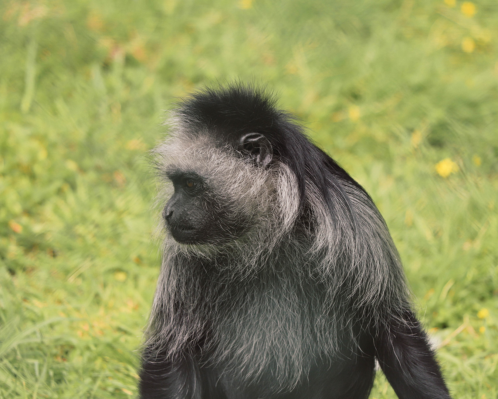 Visit King Colobus - A Zoo With King Colobus • Paignton Zoo