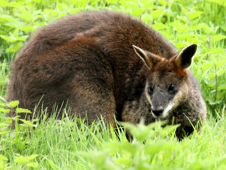 Volunteer Spotlight: Miriam Haas • Paignton Zoo