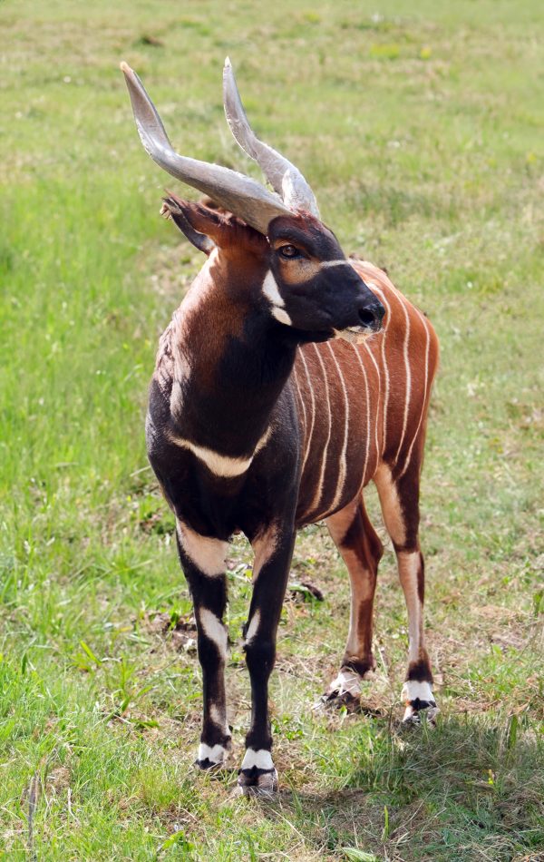 New Bongo Strikes A Chord At Paignton Zoo • Paignton Zoo