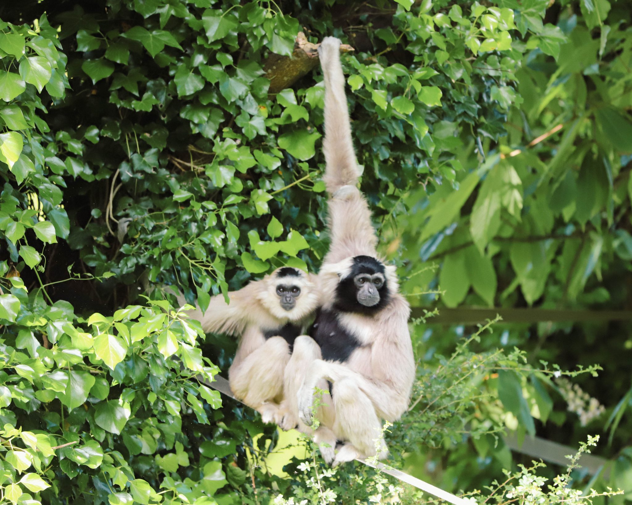 Visit Pileated Gibbon - A Zoo With Pileated Gibbon • Paignton Zoo