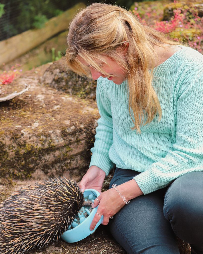 Visit Echidna Experience - Animal Experience • Paignton Zoo