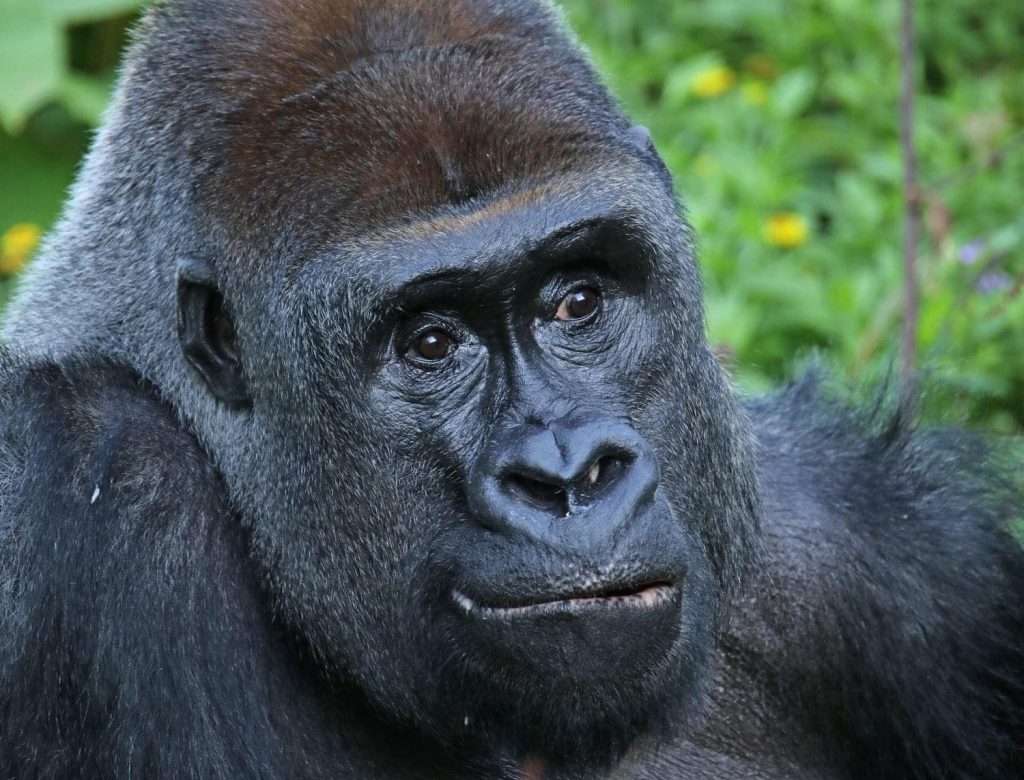 Paignton Zoo Mourns The Loss Of Pertinax, The UK's Oldest Silverback ...