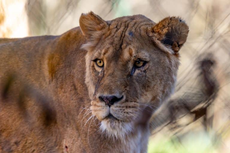 Visit African Lion - A Zoo With African Lion • Paignton Zoo