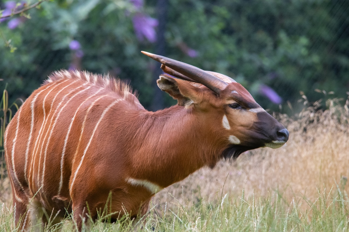 Visit Eastern Mountain Bongo - A Zoo With Eastern Mountain Bongo ...