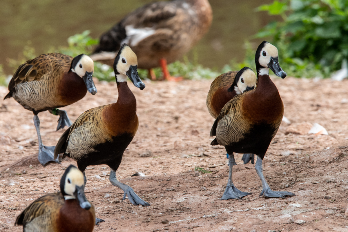 Visit White-faced Whistling Duck - A Zoo With White-faced Whistling ...