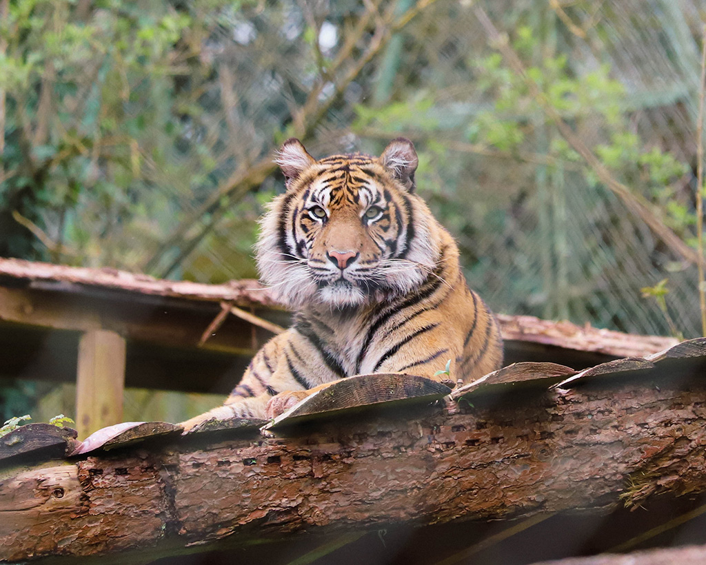 Visit Sumatran Tiger - A Zoo With Sumatran Tiger • Paignton Zoo