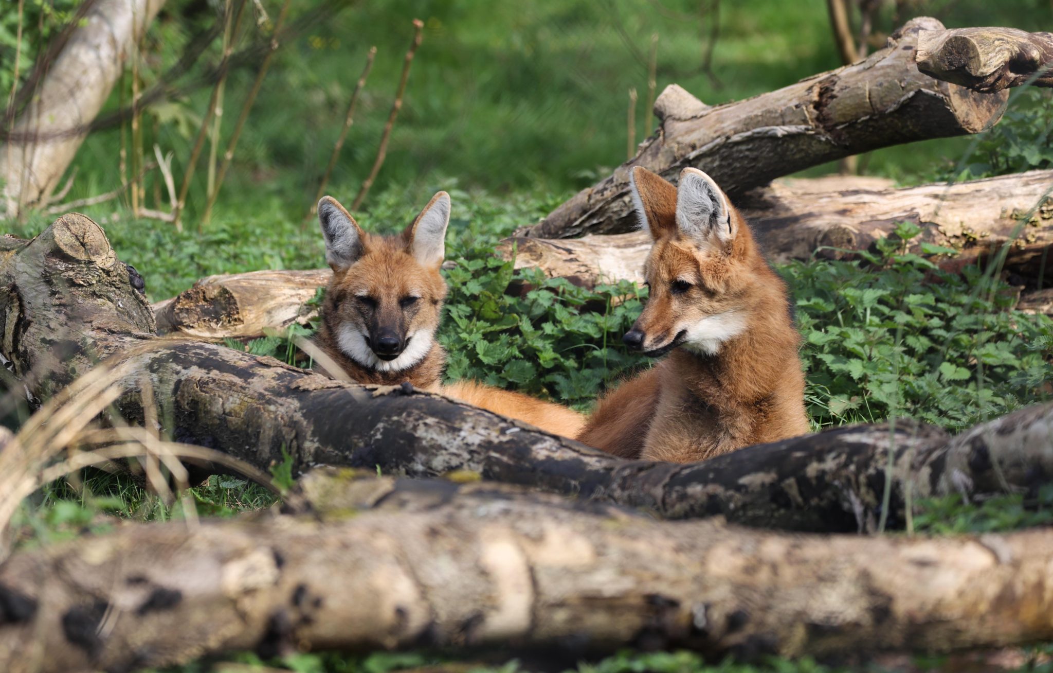 Visit Maned Wolf - A Zoo With Maned Wolf • Paignton Zoo