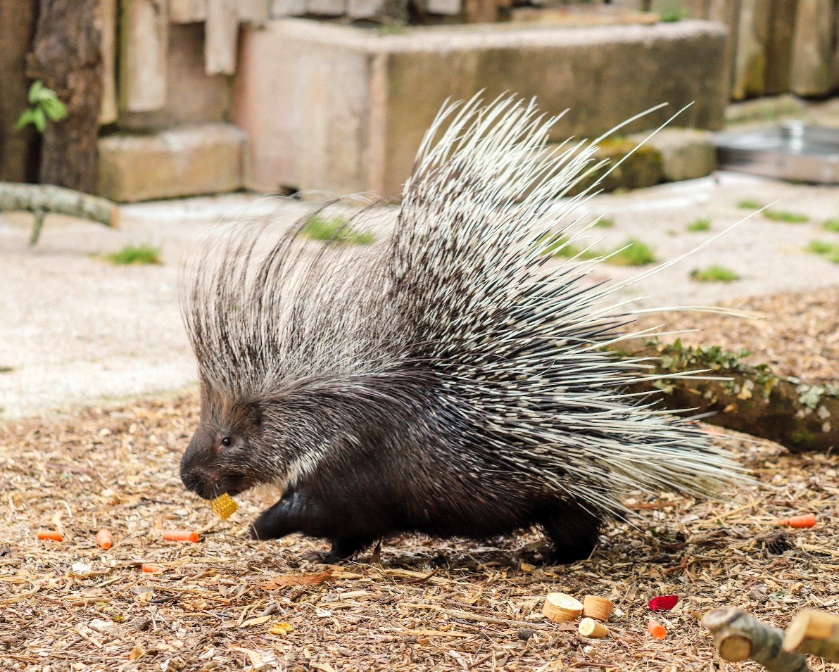 Paignton Zoo Welcomes Two New Cape Porcupines • Paignton Zoo