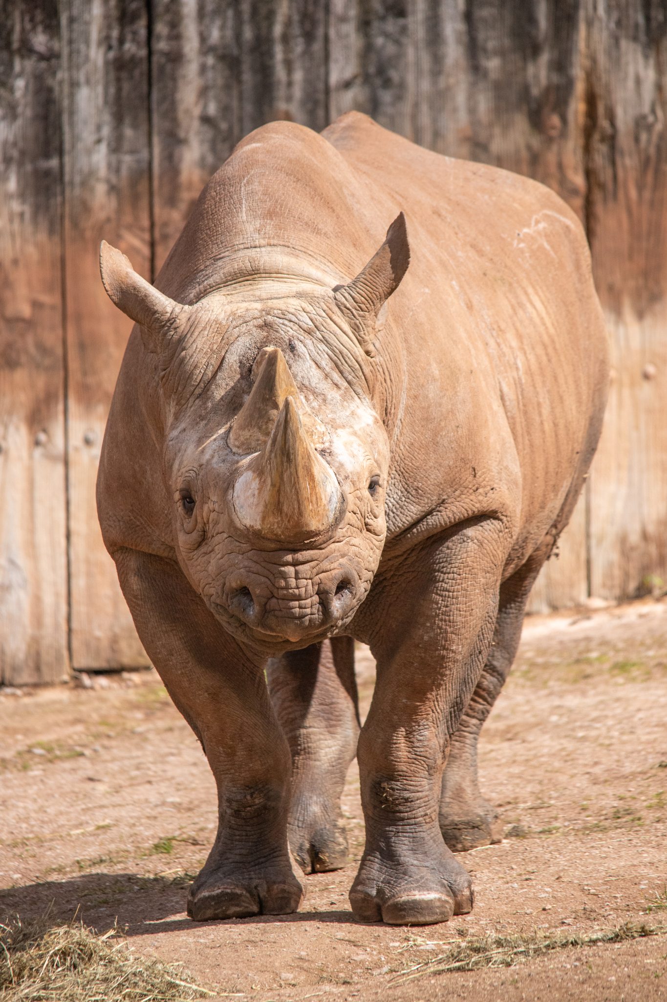 Adoptions Experiences Paignton Zoo adoptions-experiences-paignton-zoo