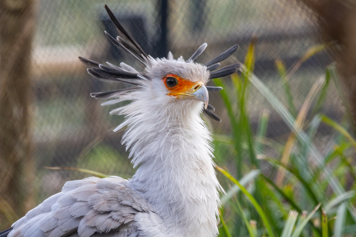 Visit Secretary Bird - A Zoo With Secretary Bird • Paignton Zoo
