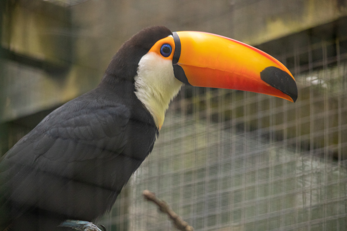 Visit Toco Toucan - A Zoo With Toco Toucan • Paignton Zoo