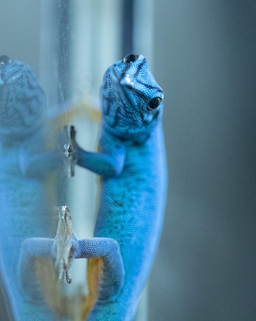 Visit Electric Blue Day Gecko - A Zoo With Electric Blue Day Gecko ...