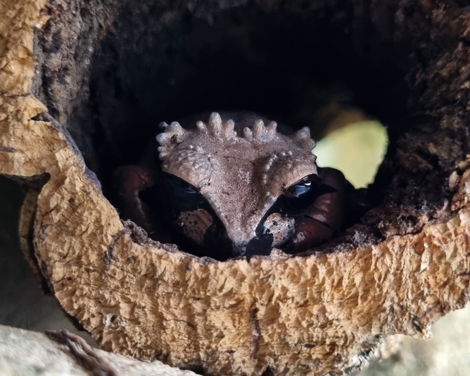 Visit Crowned Tree Frog - A Zoo With Crowned Tree Frog • Paignton Zoo
