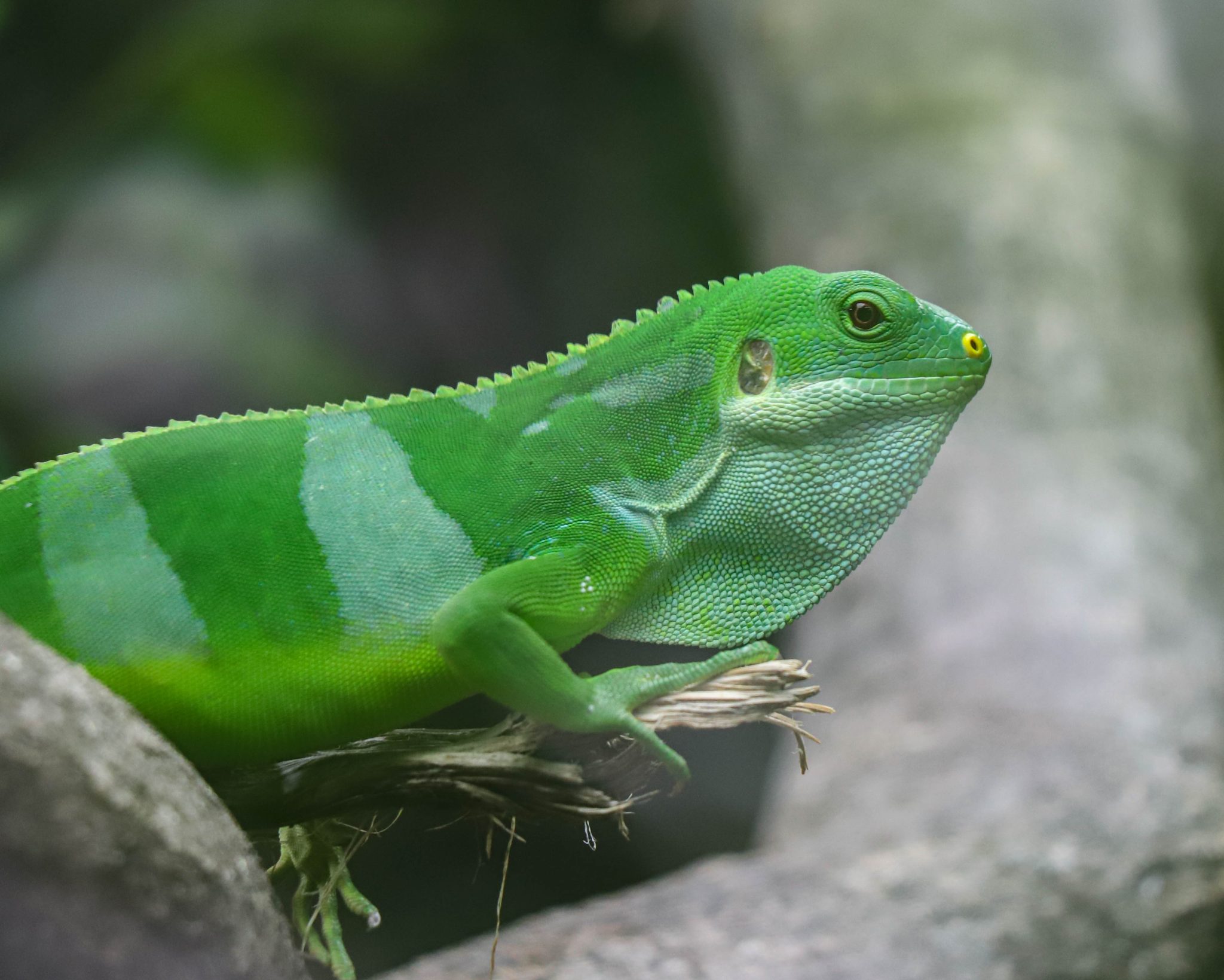 Visit Fijian Banded Iguana - A Zoo With Fijian Banded Iguana • Paignton Zoo