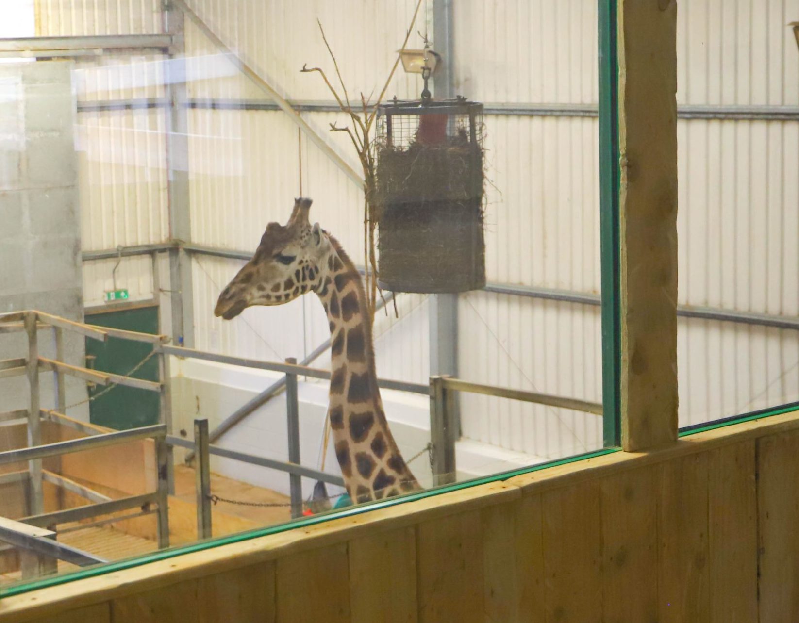 Paignton Zoo To Re-open Indoor Giraffe House To The Public • Paignton Zoo