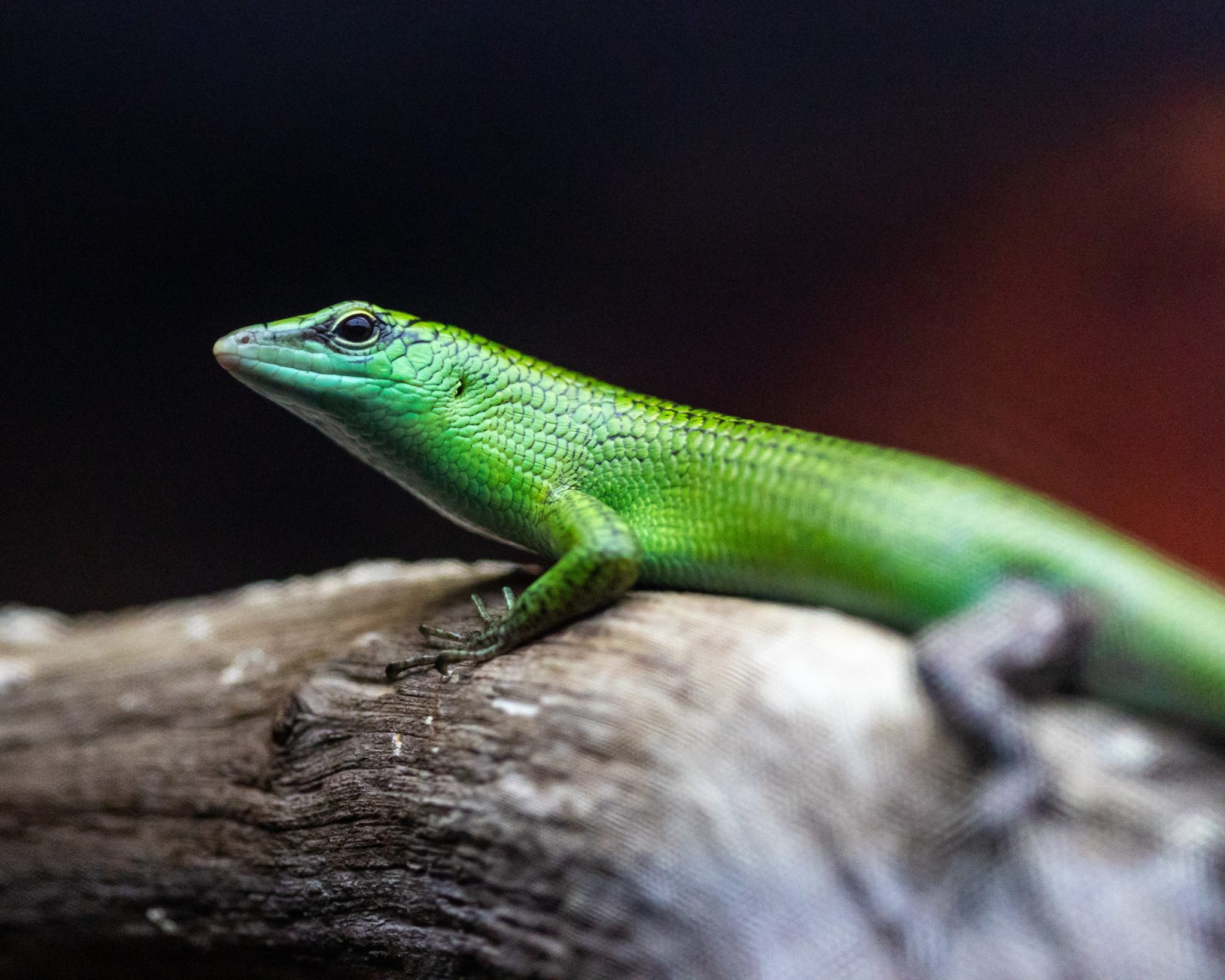 Visit Emerald Tree Skink - A Zoo With Emerald Tree Skink • Paignton Zoo