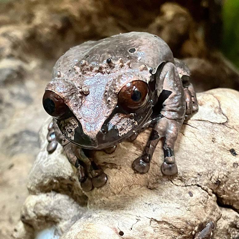 Visit Crowned Tree Frog - A Zoo With Crowned Tree Frog • Paignton Zoo