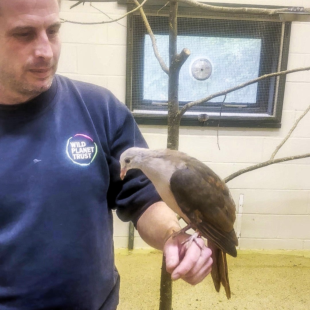 Rare Pigeon Hand-reared At Paignton Zoo Marks Conservation Milestone ...