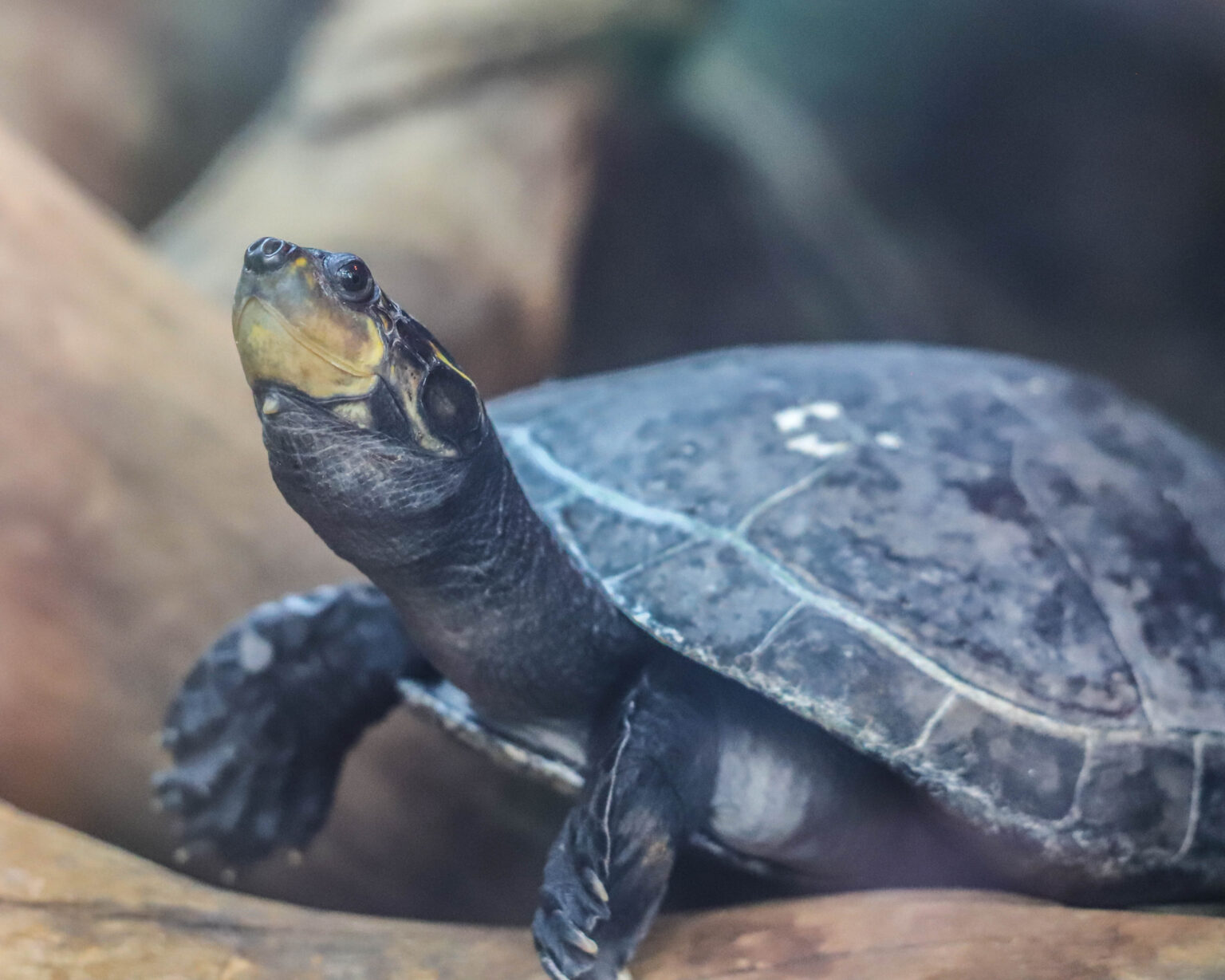 Visit Yellow-spotted River Turtle - A Zoo With Yellow-spotted River ...