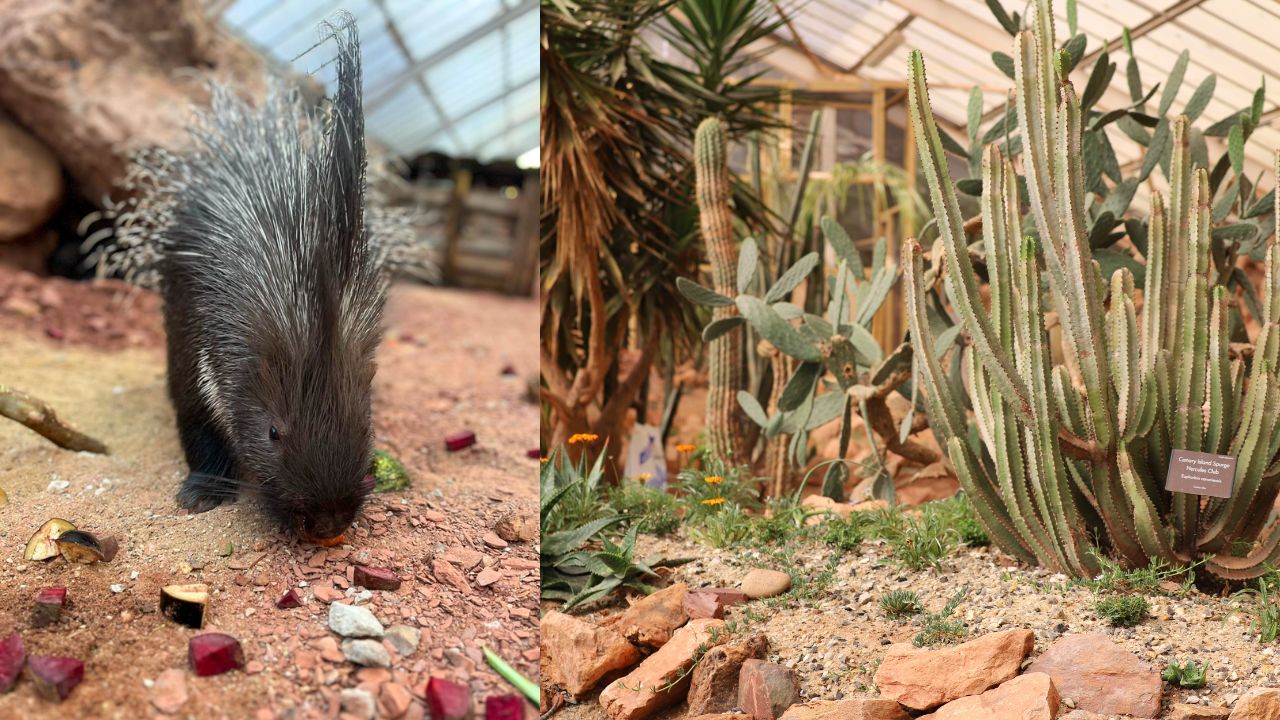 Paignton Zoo Reopens Desert Exhibit As New Home For Porcupine Pair ...