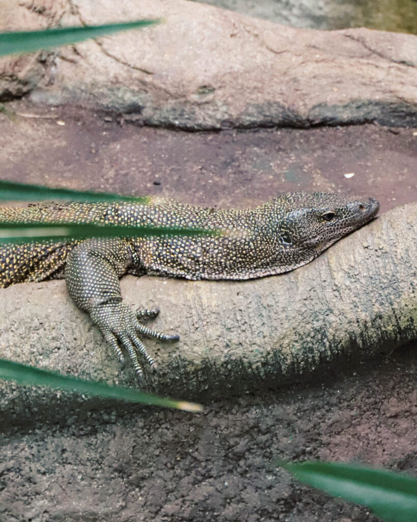 Visit Mangrove Monitor Lizard - A Zoo With Mangrove Monitor Lizard ...