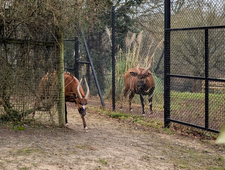 RARE AFRICAN ANTELOPE JOINS PAIGNTON ZOO IN FIGHT AGAINST EXTINCTION • Paignton Zoo