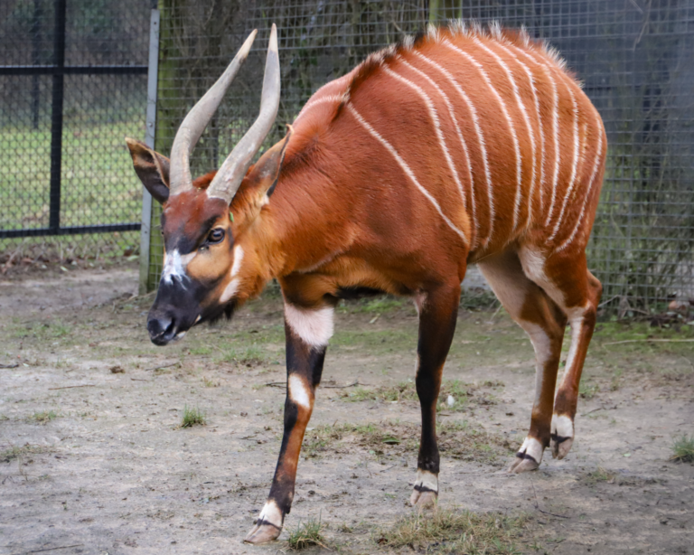 RARE AFRICAN ANTELOPE JOINS PAIGNTON ZOO IN FIGHT AGAINST EXTINCTION ...