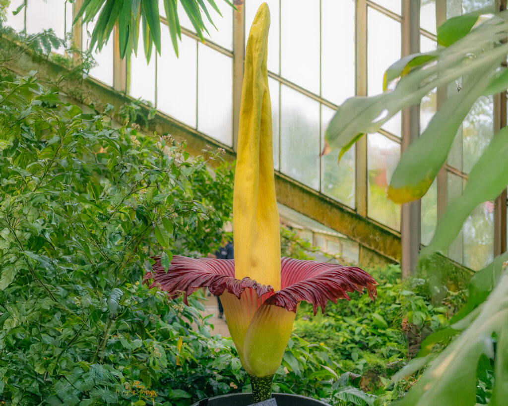 PAIGNTON ZOO DONATES RARE 'CORPSE FLOWERS' TO KEW GARDENS • Paignton Zoo